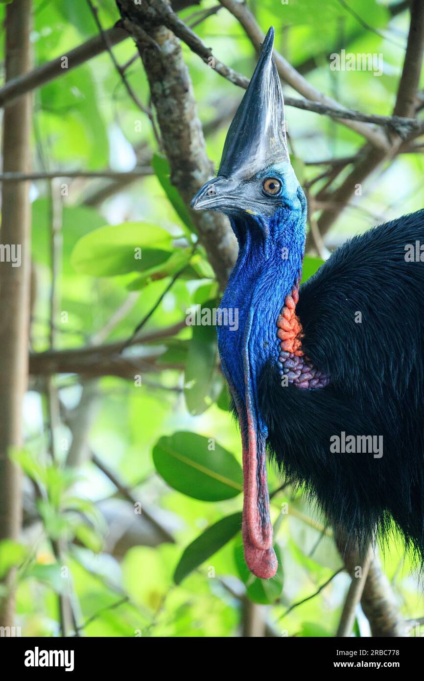 Female Southern Cassowary (Casuarius casuarius) on the beach in Etty ...