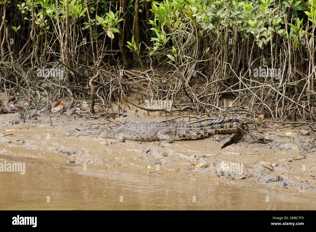 Female Estuarine Crocodile (Crocodylus porosus) on the banks of the ...