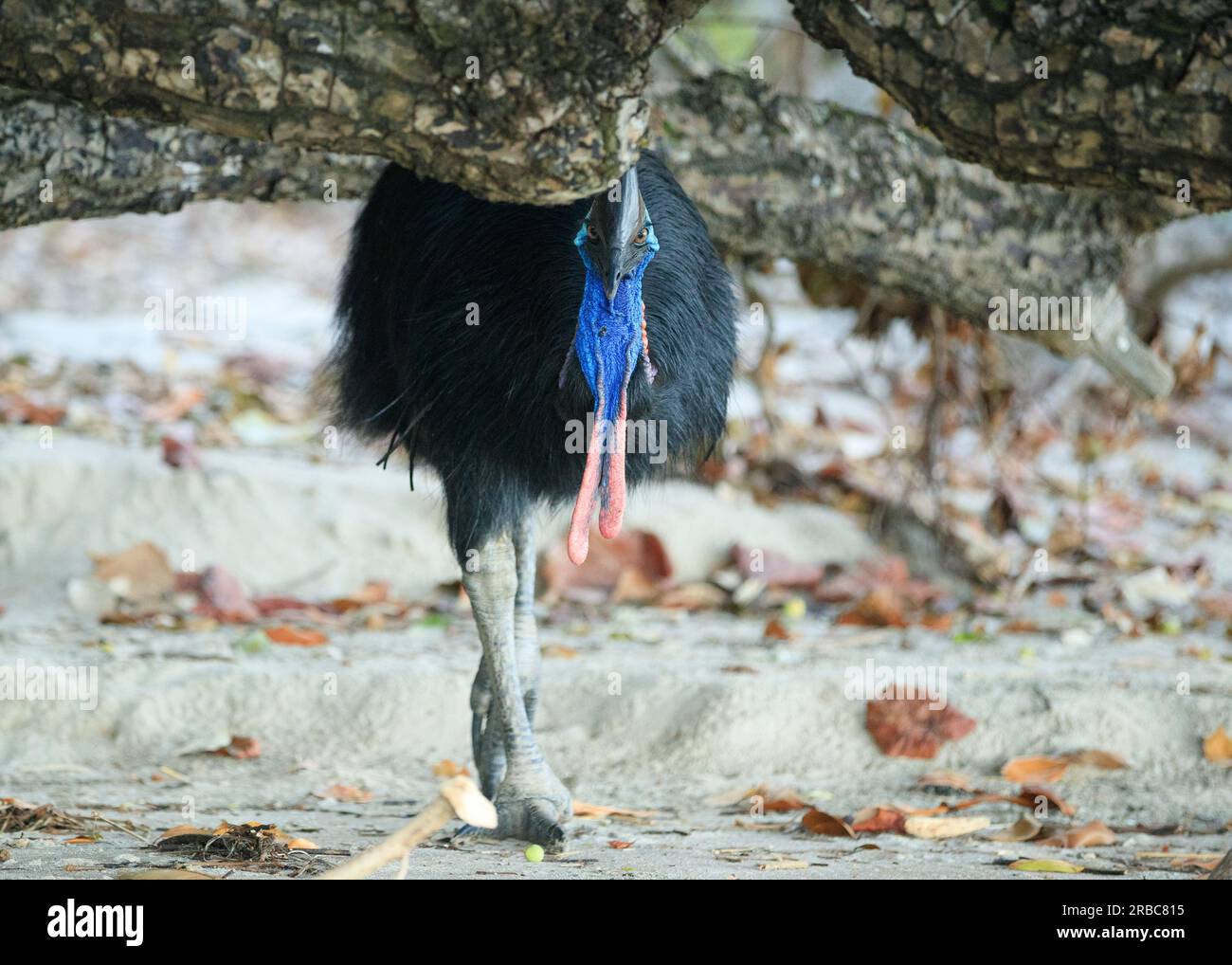 Female southern cassowary casuarius casuarius hi-res stock photography ...