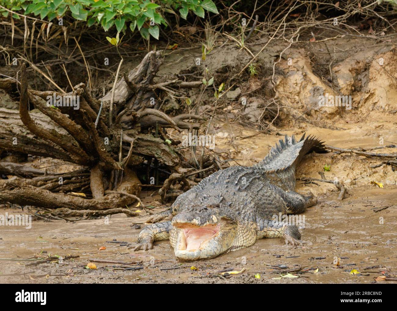 A large male Estuarine Crocodile (Crocodylus porosus) on the banks of ...