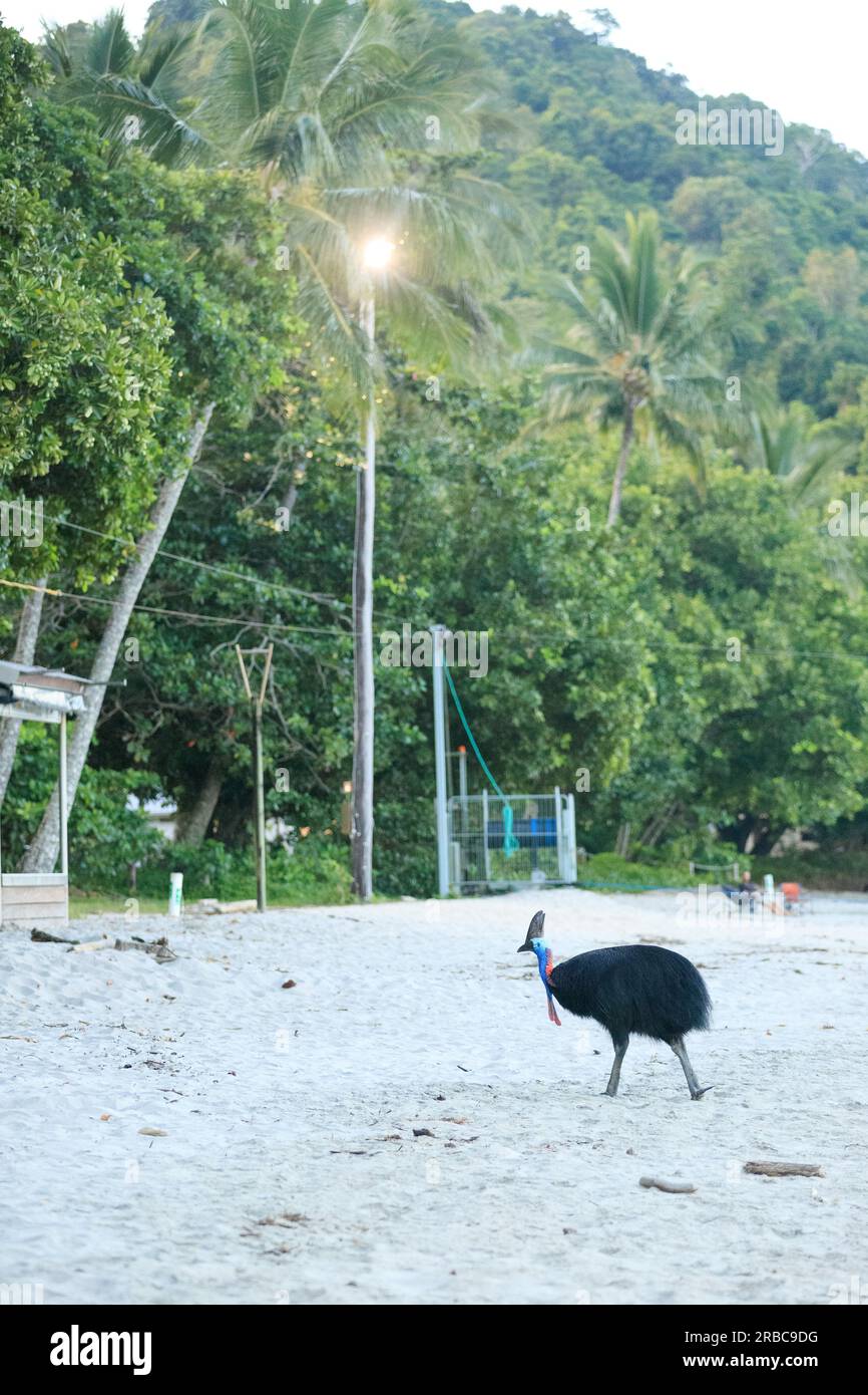 Female Southern Cassowary (Casuarius casuarius) walks toward a caravan ...
