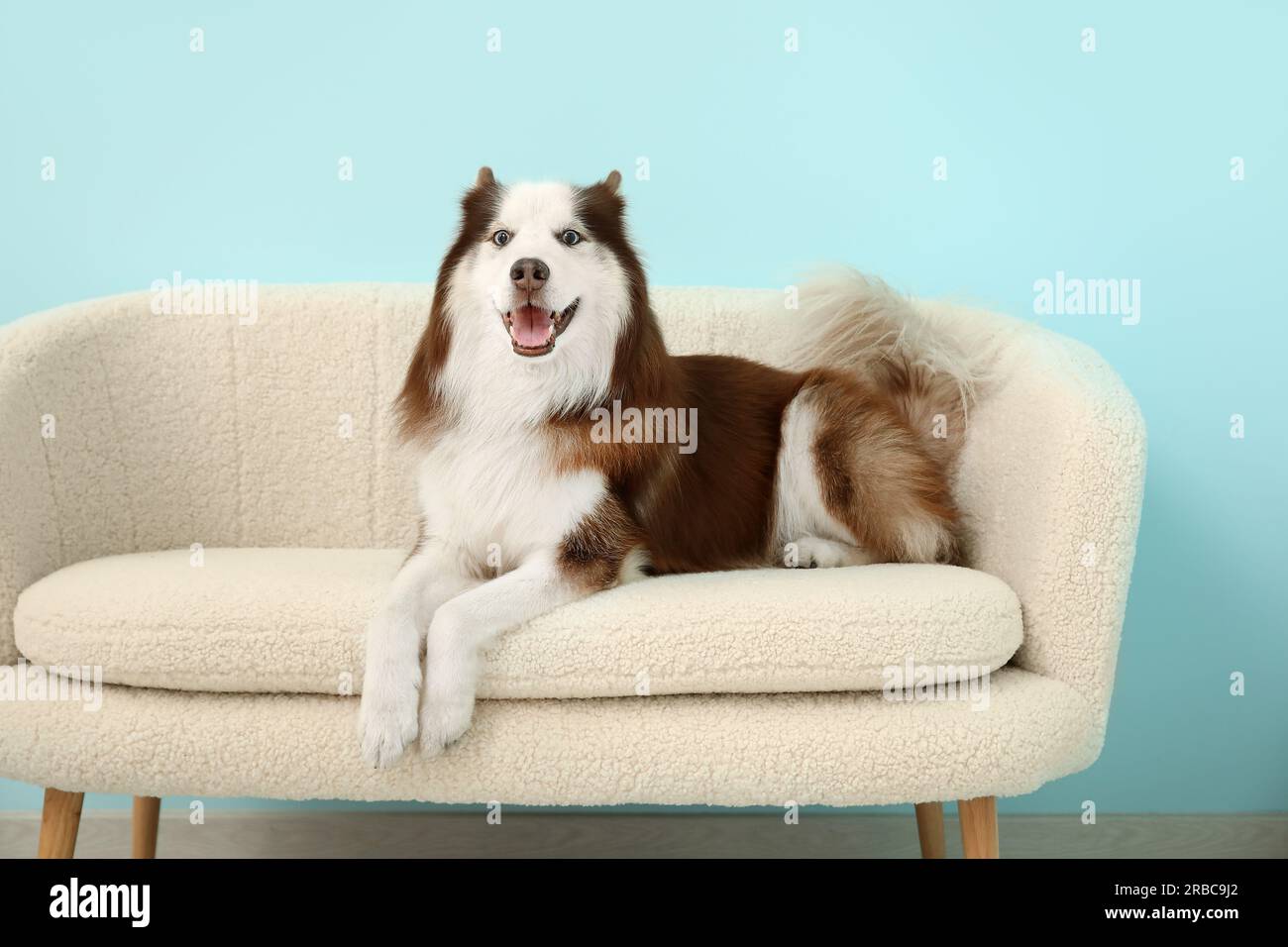 Cute Husky dog lying on sofa in living room Stock Photo - Alamy