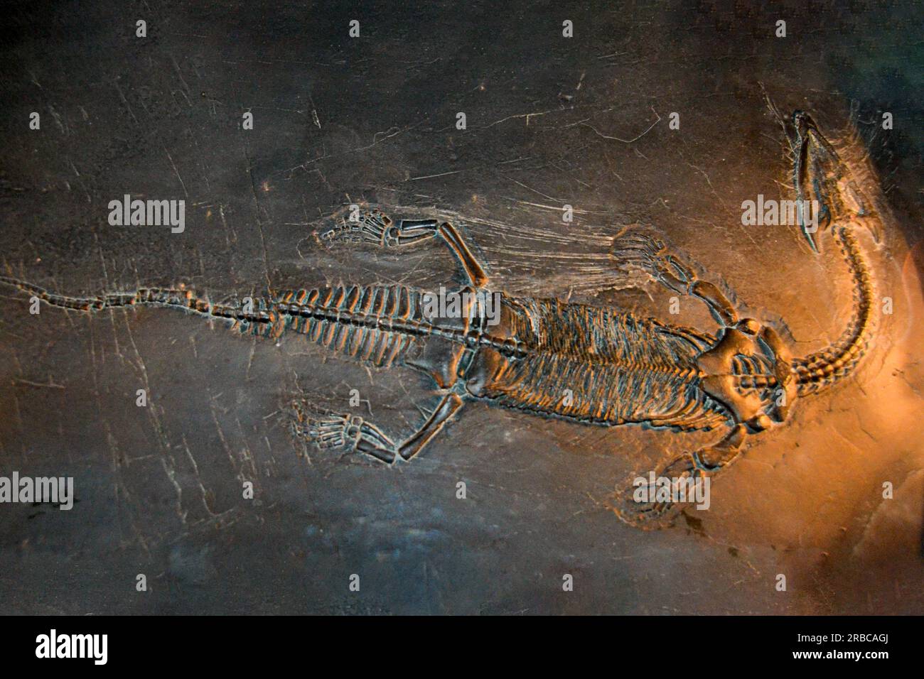 fossil trilobite imprint in the sediment. 3.6 Billion Year old ...