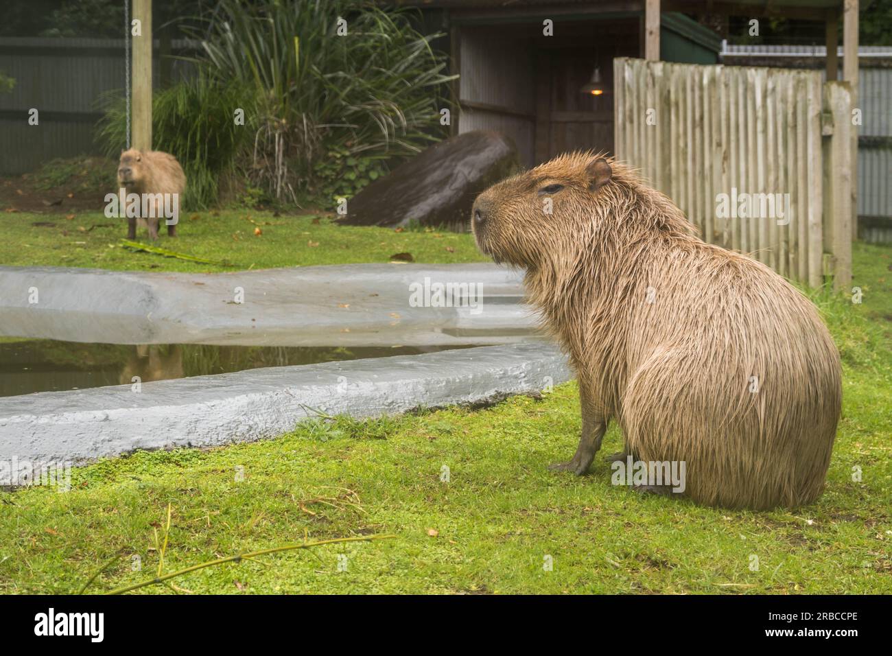 Capybara carpincho hydrochaeris sitting hi-res stock photography and ...