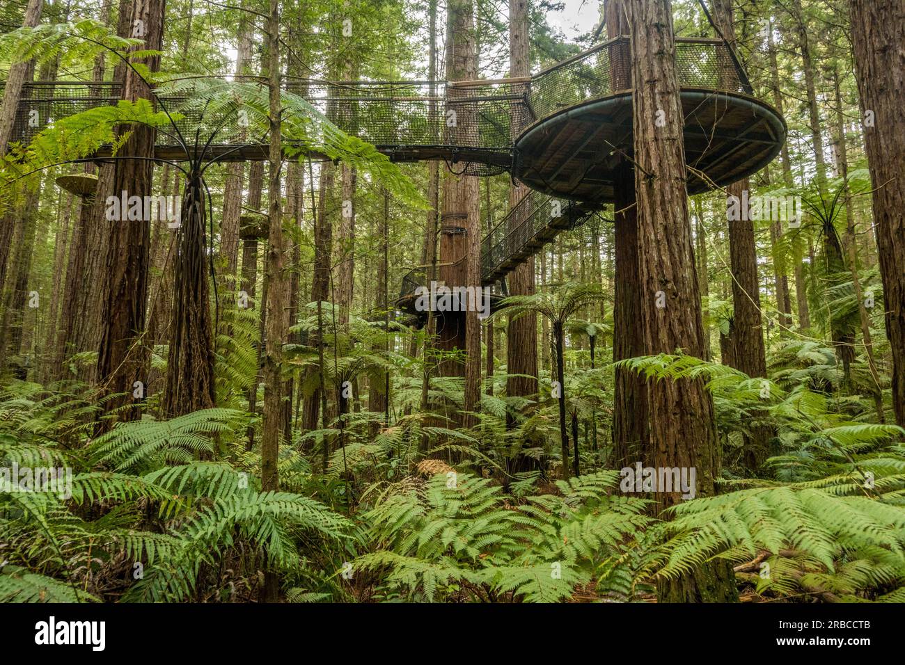 Redwoods Treewalk in Whakarewarewa Forest in New Zealand Stock Photo ...
