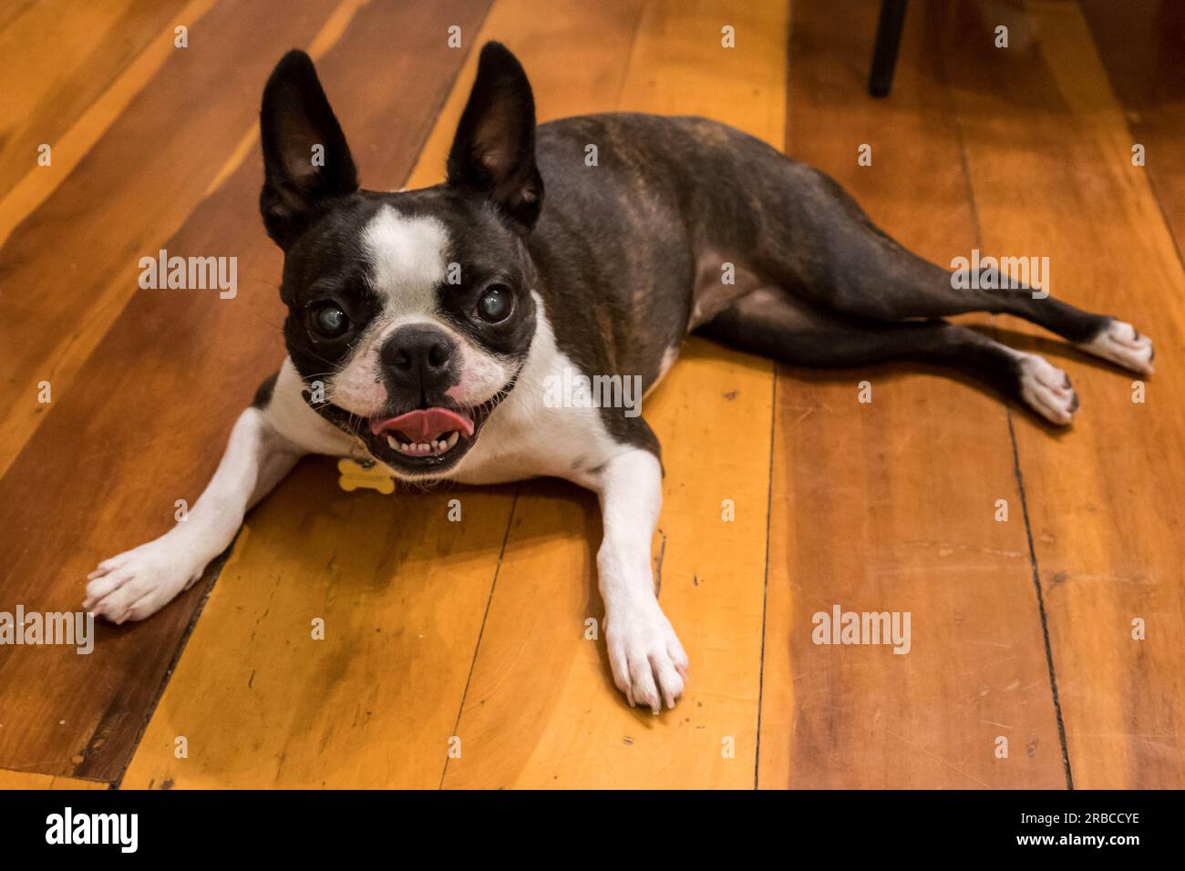 Cute Boston Terrier smiling at camera Stock Photo - Alamy