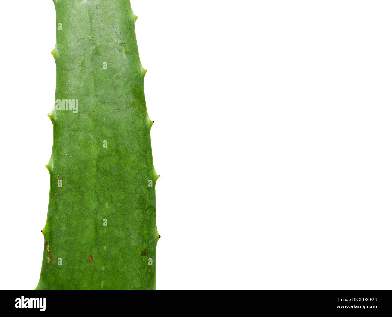 Aloe vera isolated on hi-res stock photography and images - Alamy