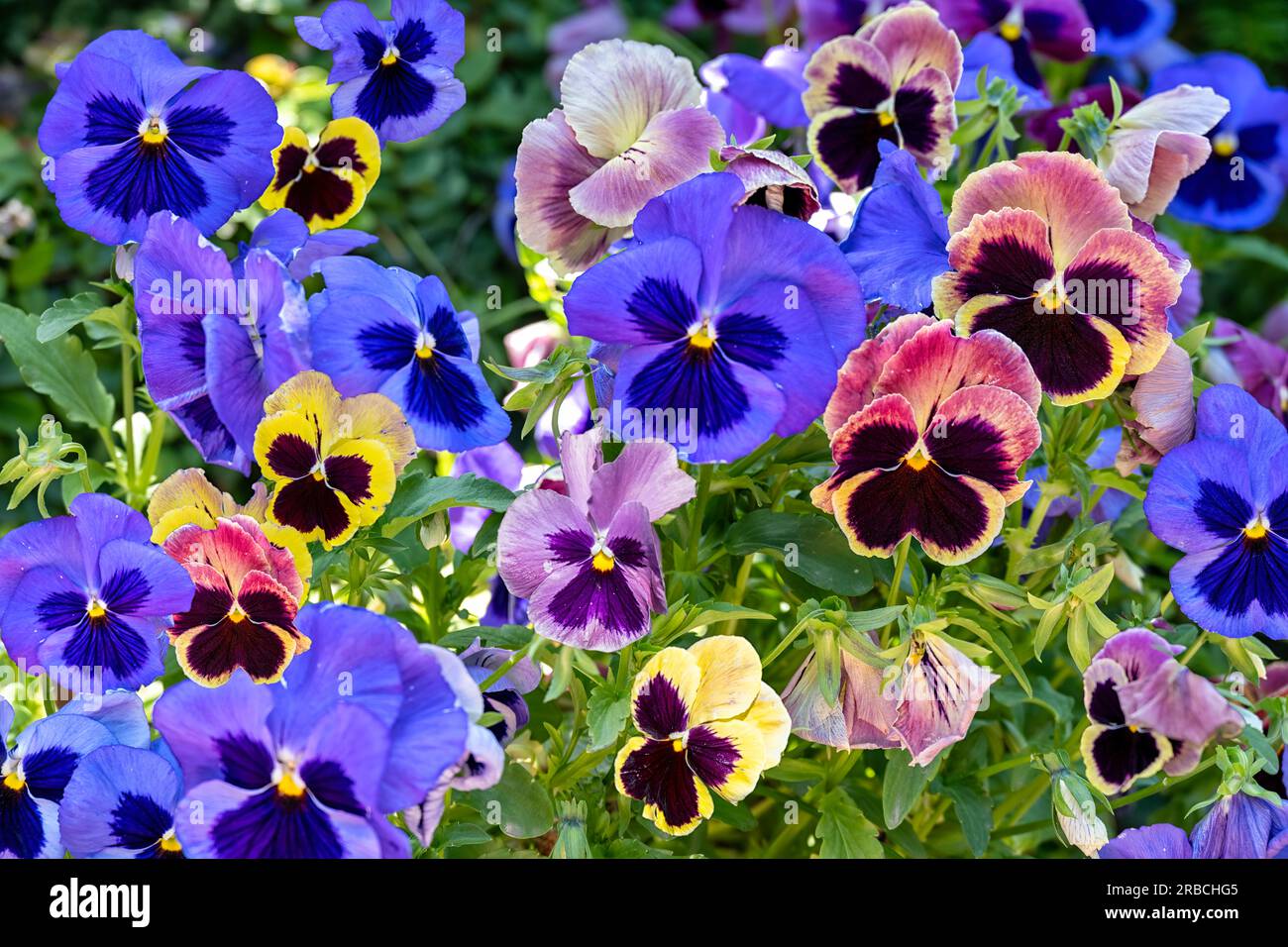 Pansy white face hi-res stock photography and images - Alamy
