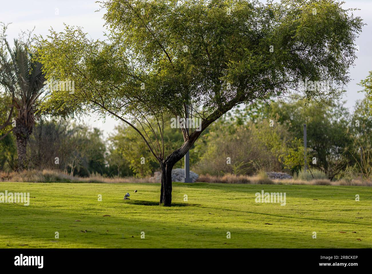 A calm and serene view of Al bidda park Doha Qatar Stock Photo - Alamy