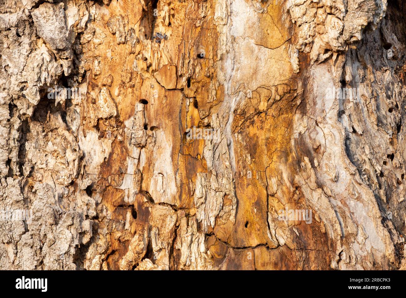 tree in the forest old bark background close-up Stock Photo - Alamy