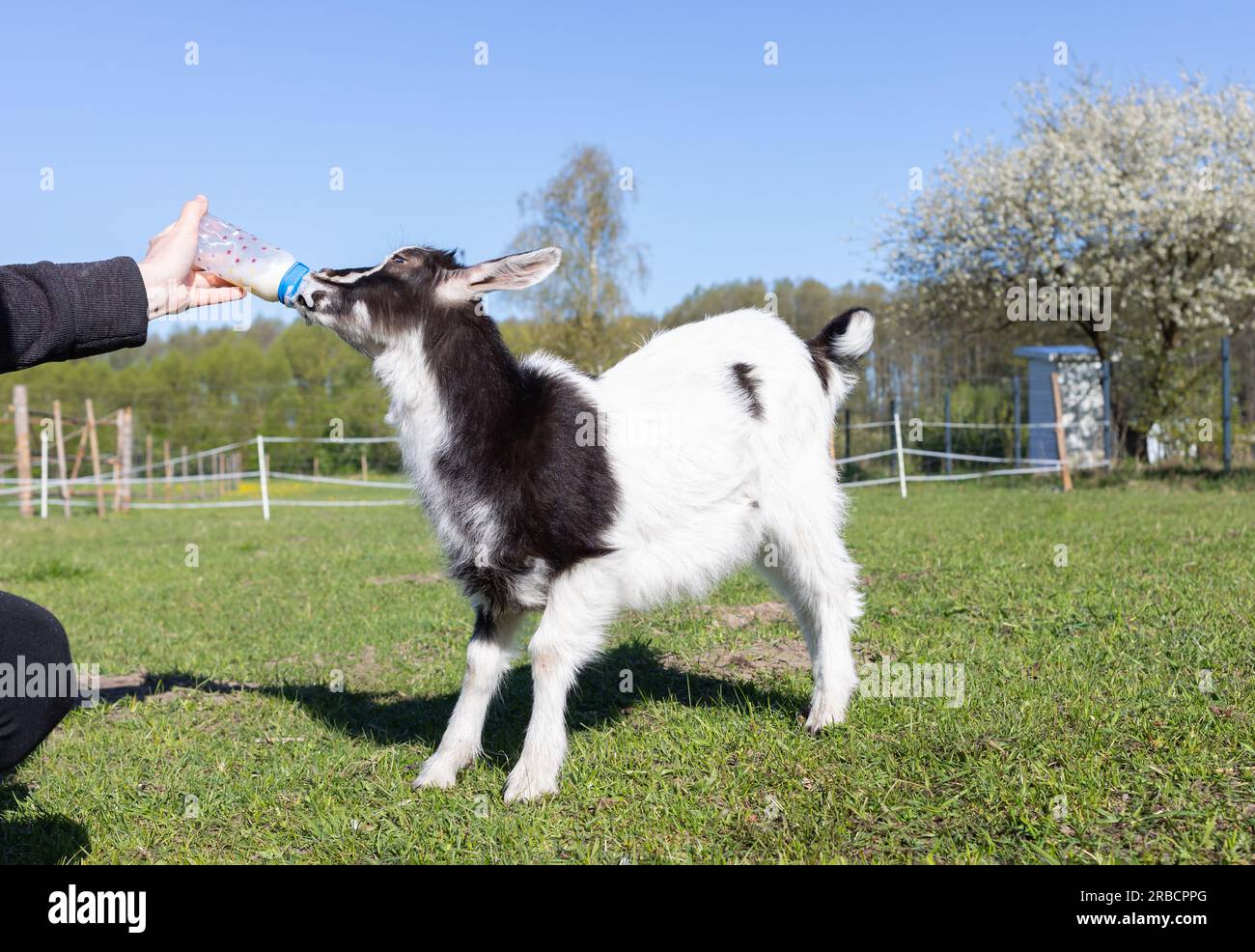 Person Feeding Babies Goat With Milk From Bottle On Farm In Summer Or ...