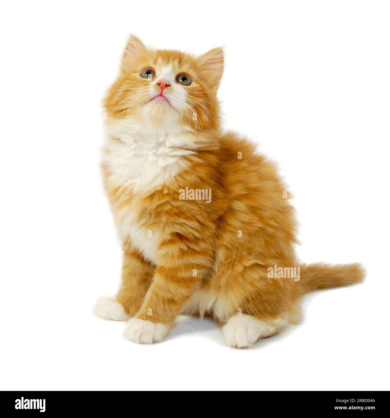 Red cat kitten is sitting on a white background looking up Stock Photo ...