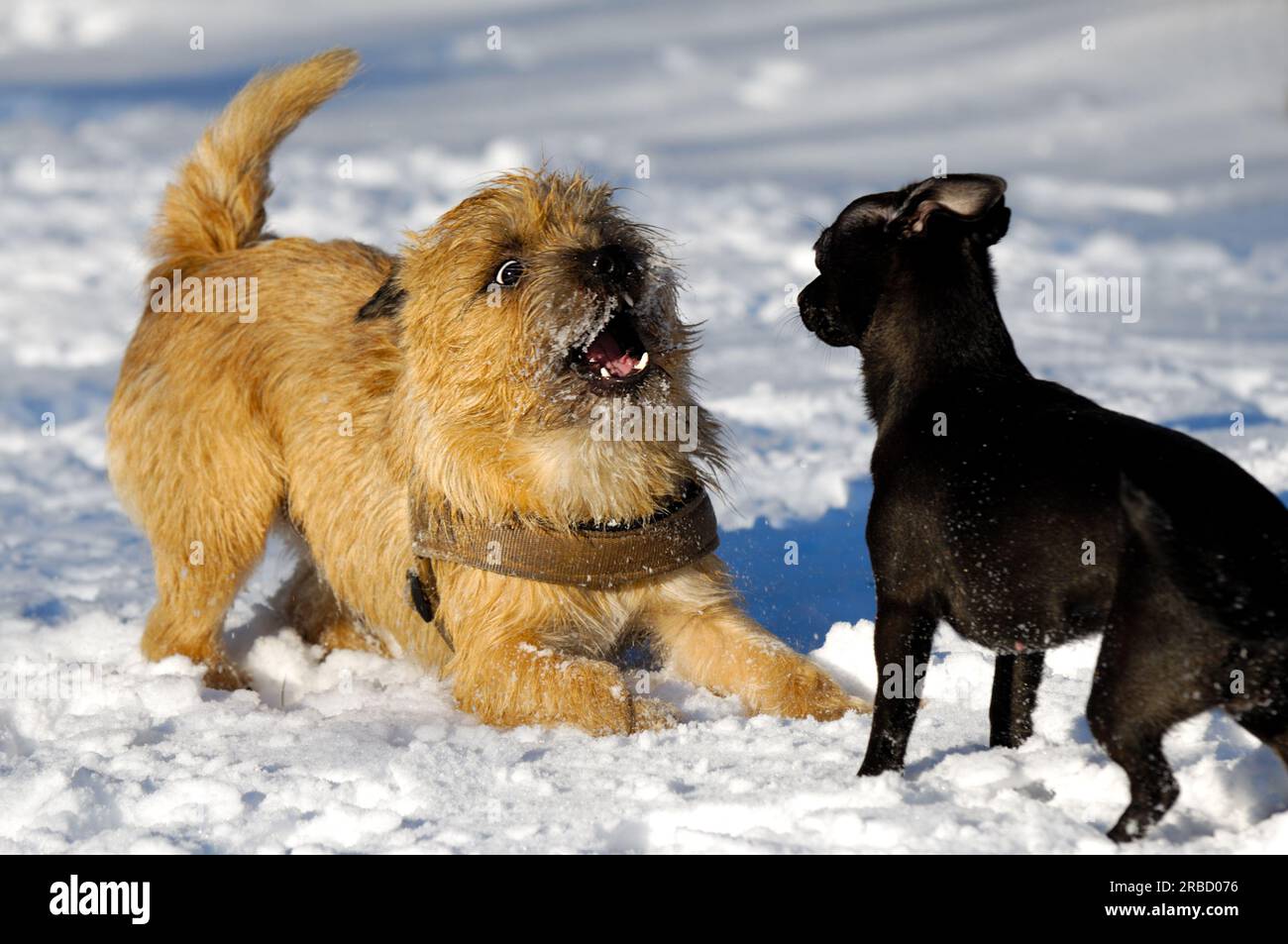 Dogs are playing in the snow. Motion blur. The breed of the dogs are a ...