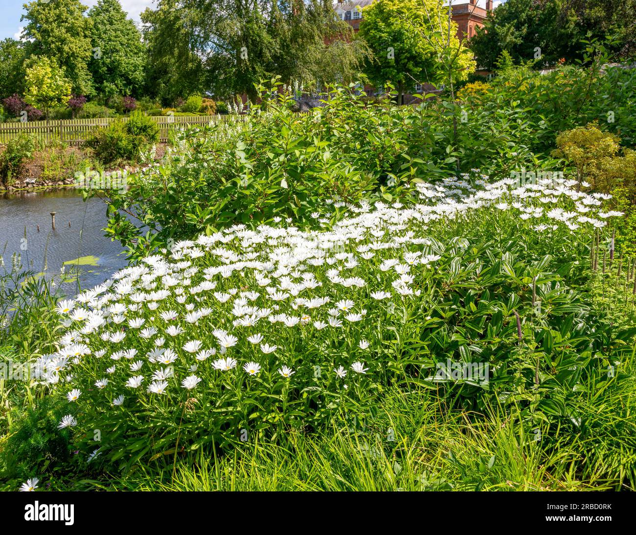 Shasta daisy, ox-eye daisies 'Leucanthemum superbum',Redisham Hall ...