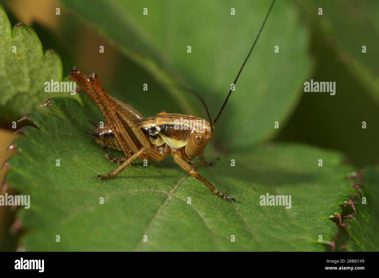 Natural closeup on a Roesel's bush-cricket, Roeseliana roeselii ...