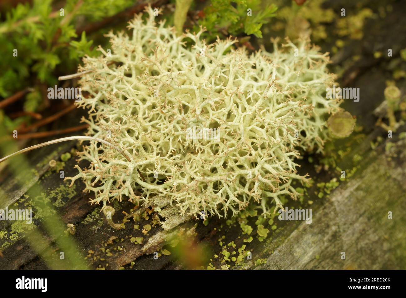 Natural closeup on a reindeer lichen or the cream cup lichen, Cladonia ...