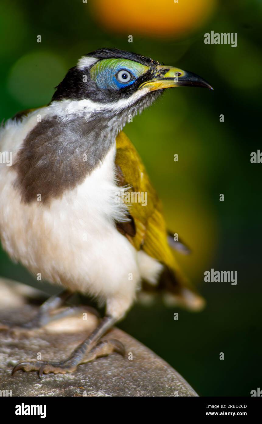 Honeyeater bird hi-res stock photography and images - Alamy