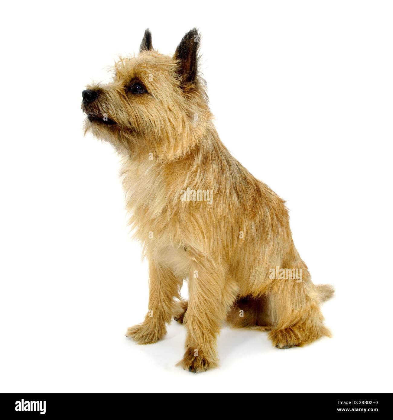 Sweet sad dog is sitting on a white background. The breed of the dog is ...