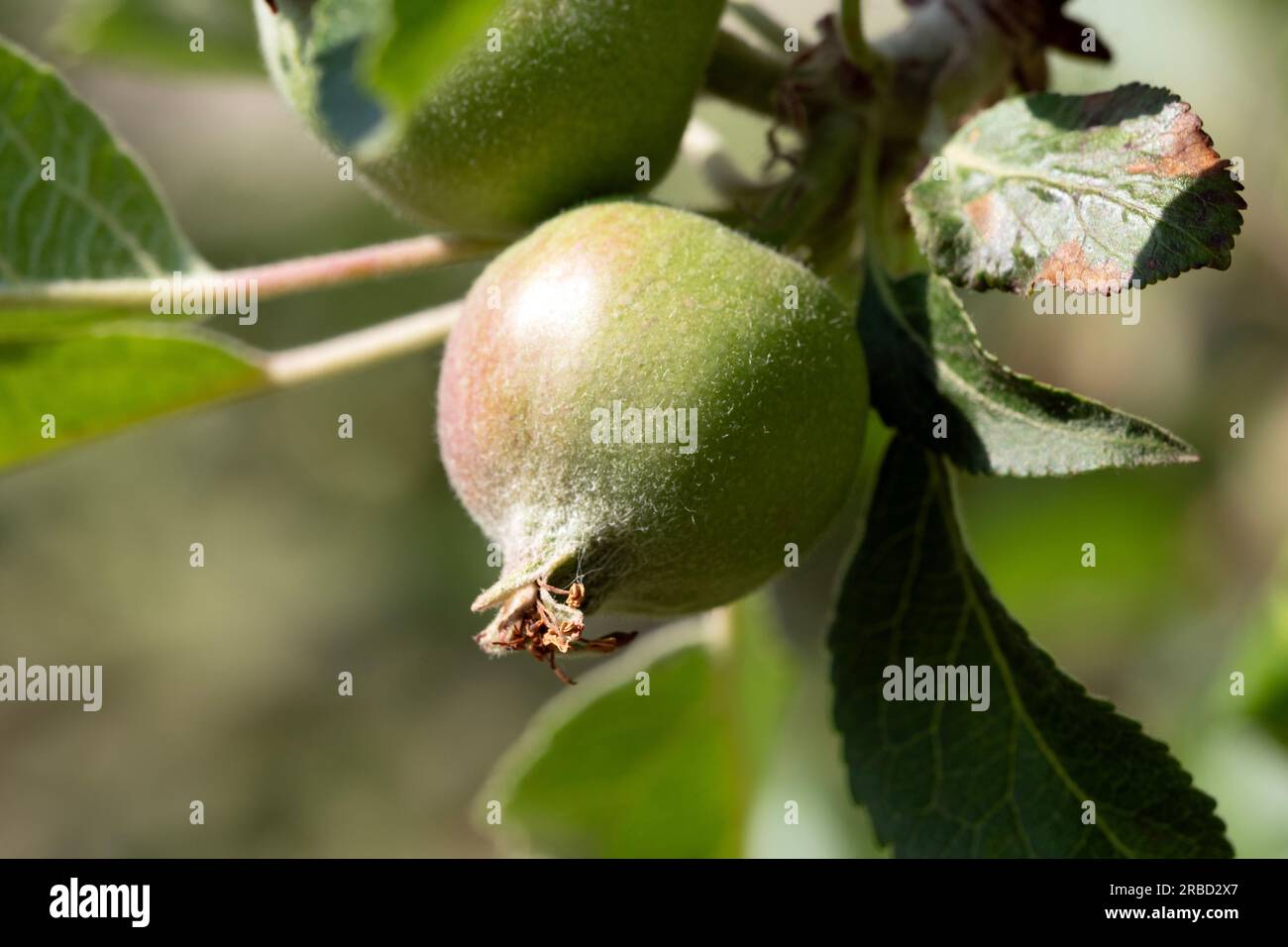 Paradise apple tree hi-res stock photography and images - Alamy