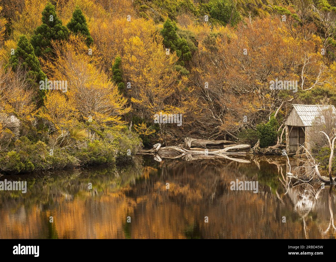 Fagus a deciduous beech tree. It is one of Tasmania's endemic plant ...