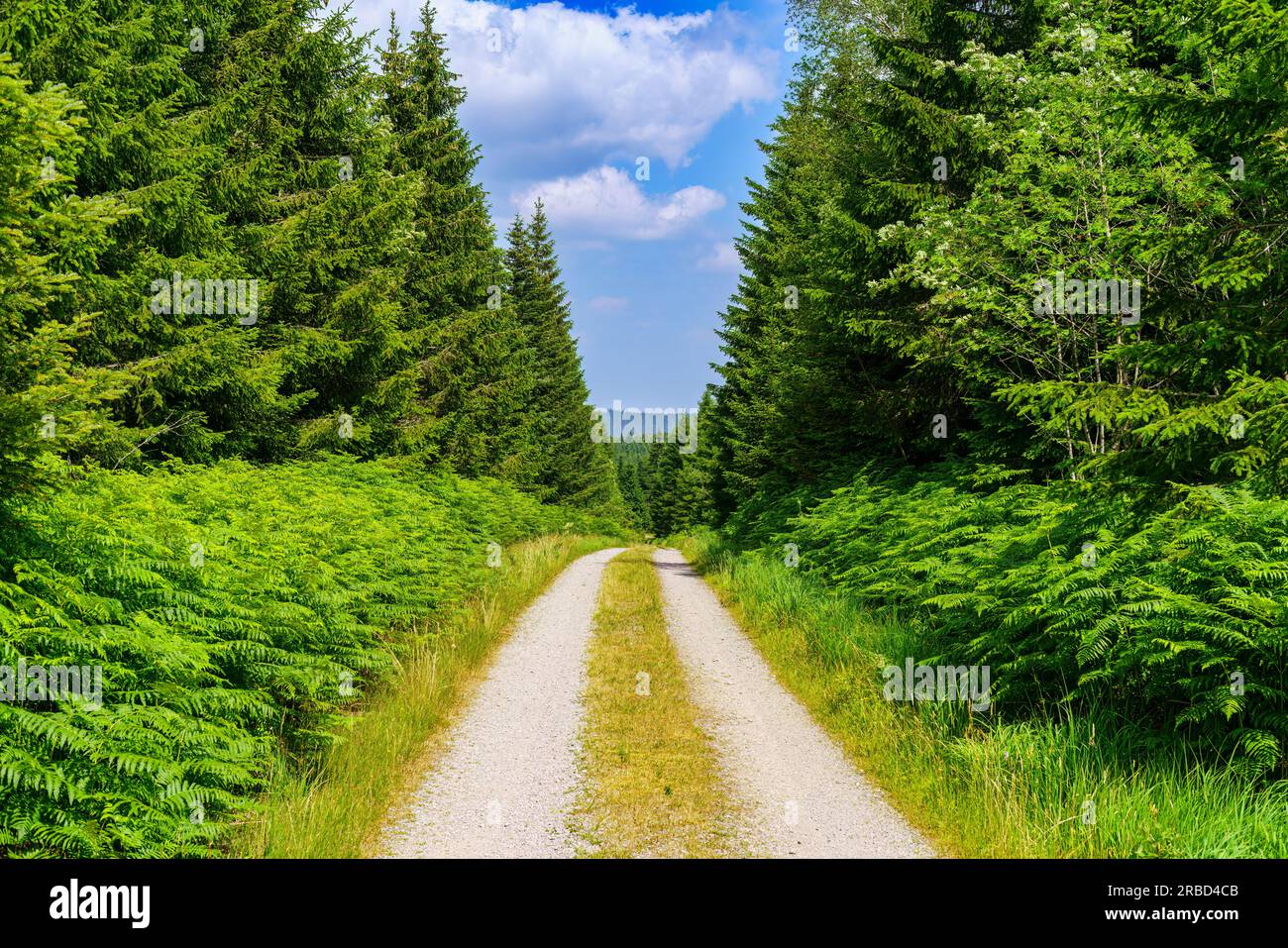 Hiking along a path in the Black Forest, Germany Stock Photo - Alamy