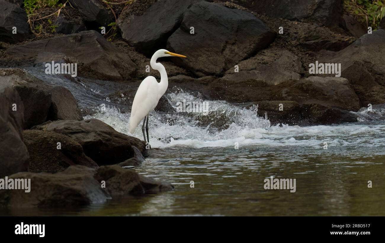 Intermediate Egret (Ardea intermedia) A stocky egret that is larger ...