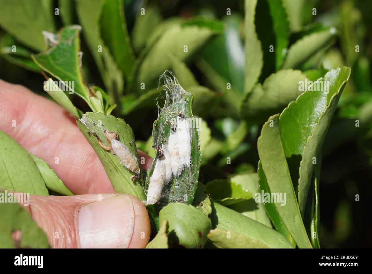 Closeup pupae, cocoons in a silk nest of the family Yponomeutidae ...
