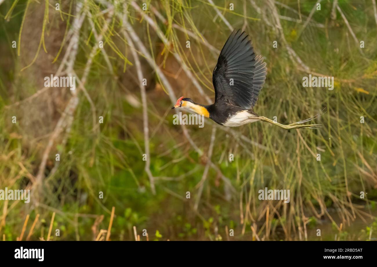 comb-crested jacana (Irediparra gallinacea) in flight, is a family of ...
