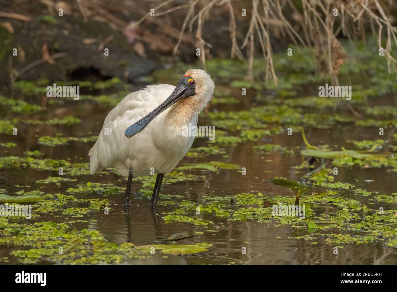 The Royal Spoonbill is a large white waterbird with black, spatulate ...