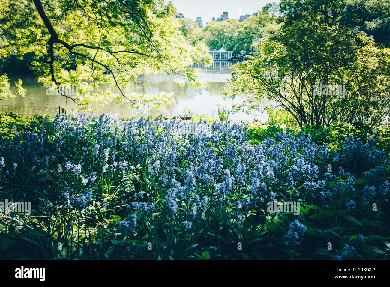 Field of bluebells, Central Park NYC Stock Photo - Alamy