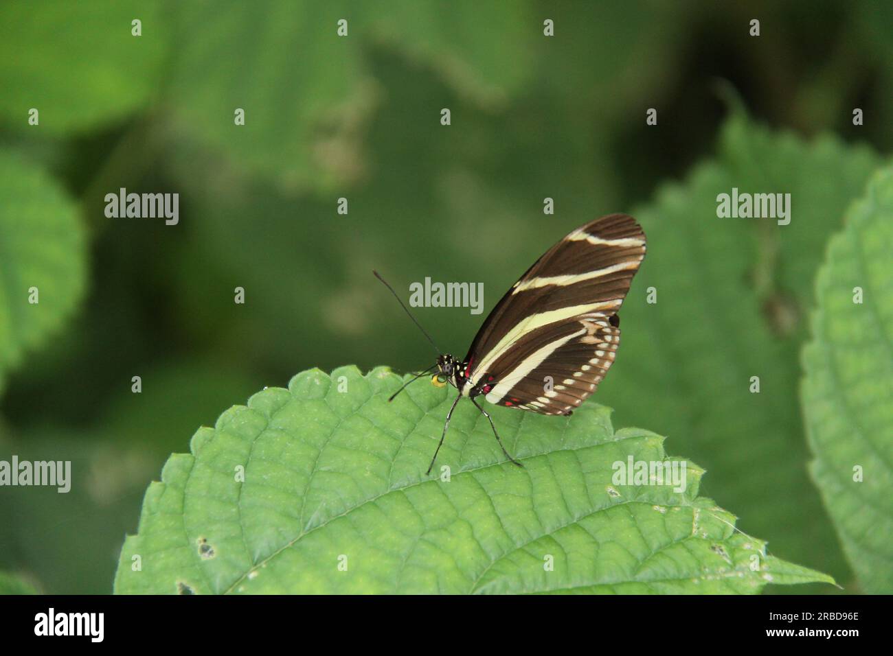 A Black and White South American Zebra Longwing Butterfly Stock Photo ...