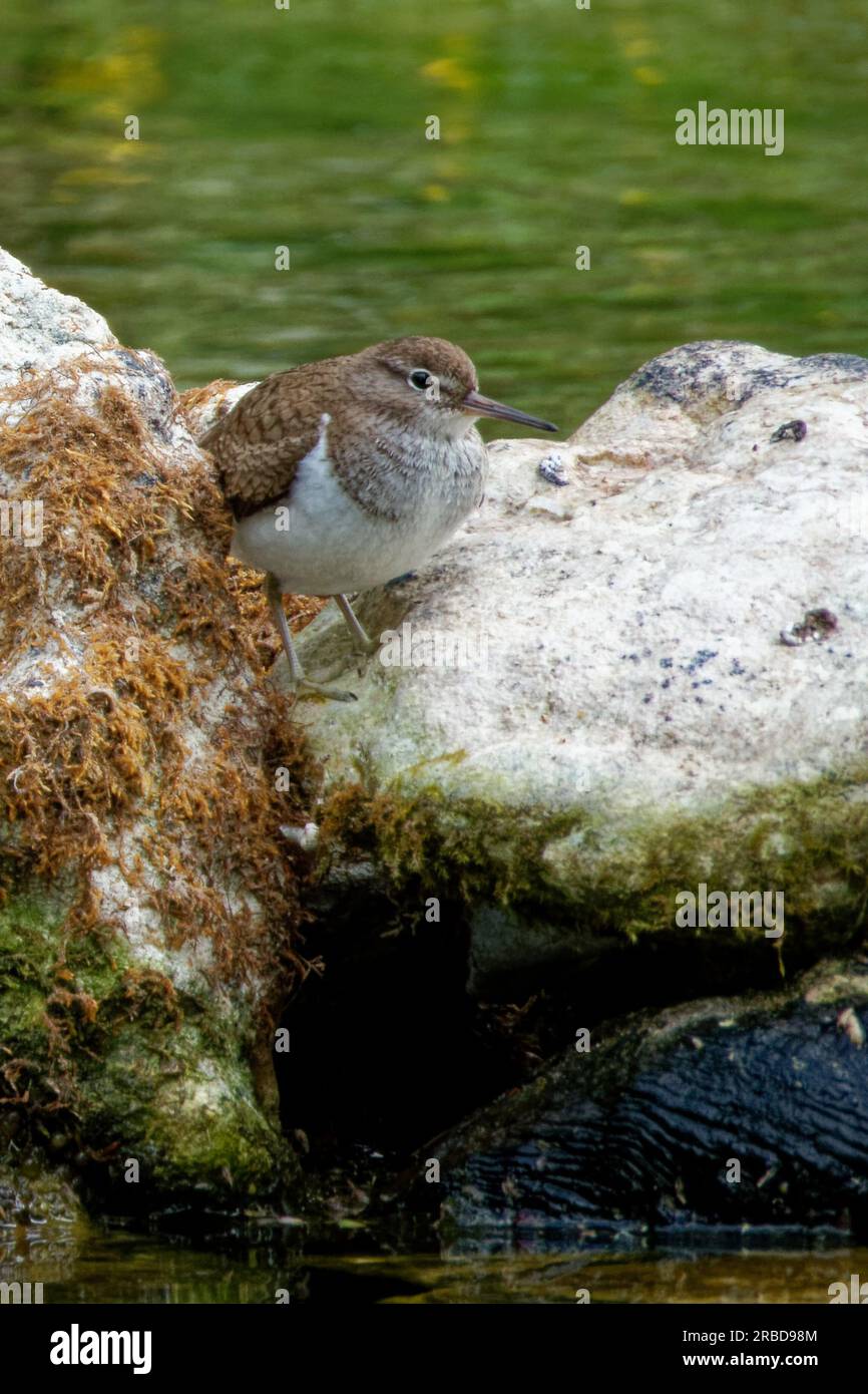 Common sandpiper (Actitis hypoleucos) on stone in the beginning of ...