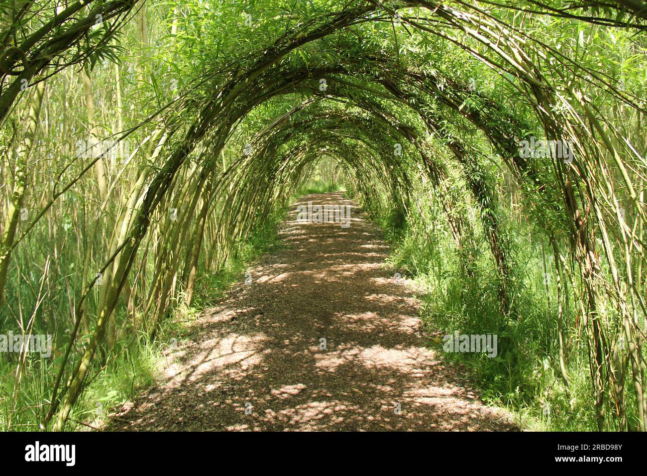 A Pathway Through a Tunnel of Willow Tree Arches Stock Photo - Alamy