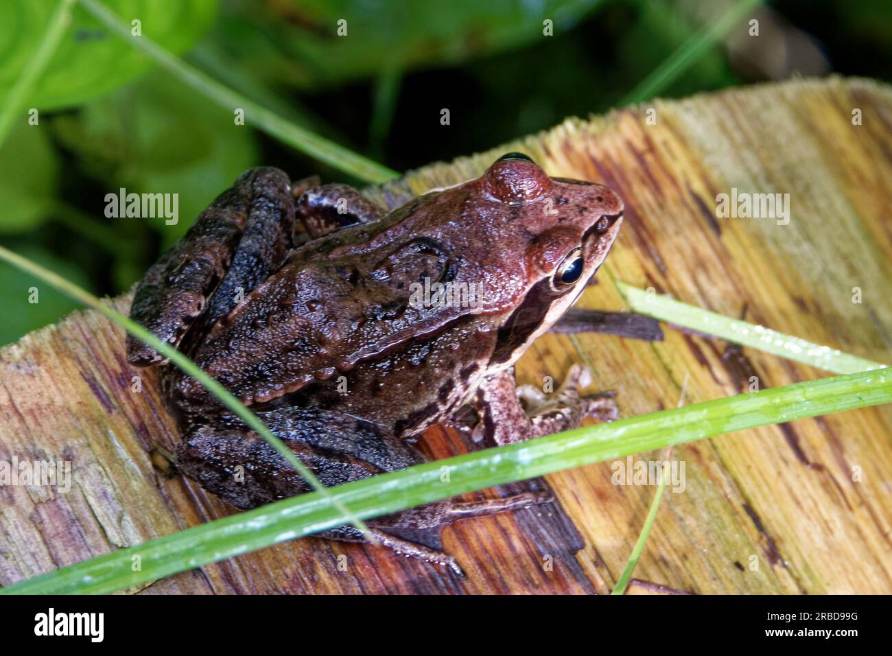 The common frog or grass frog (Rana temporaria), also known as the ...