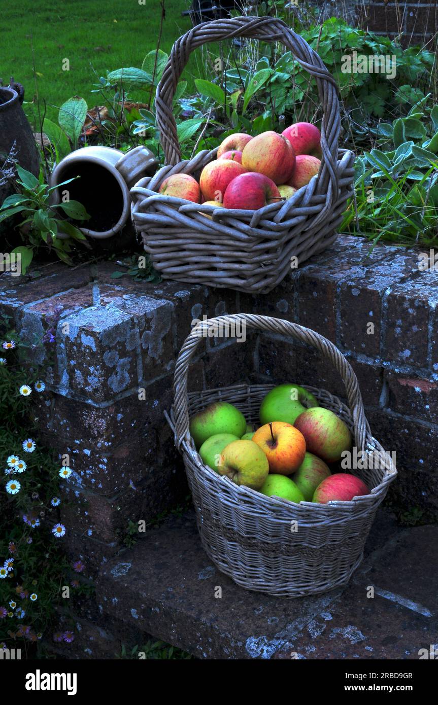 Bramley large red, green cooking apples with sharp, tart taste and high ...