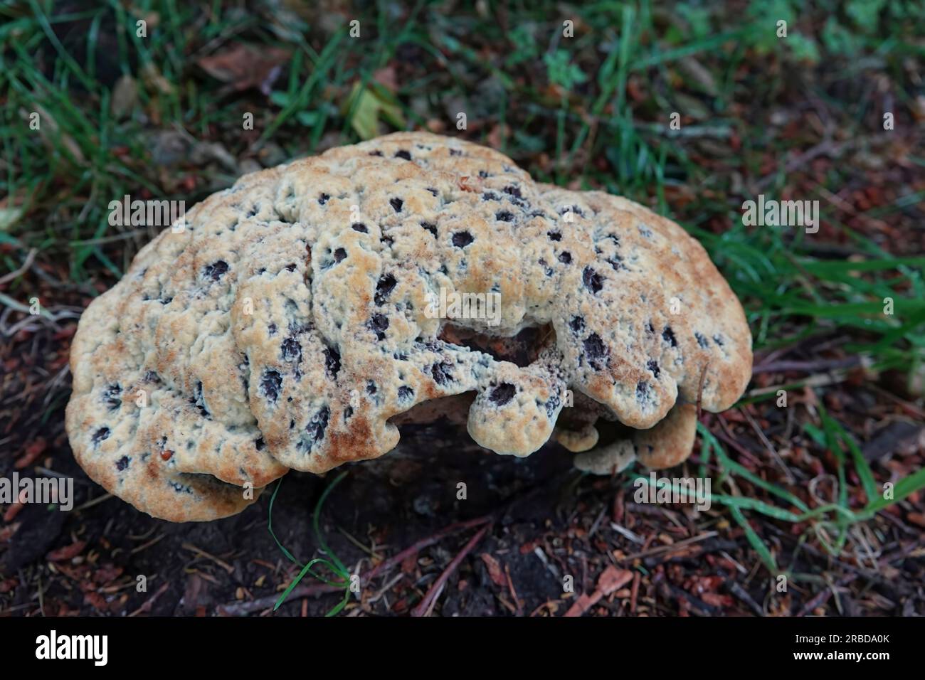 Natural closeup on an old aged undulating or velvet top fungus mushroom ...