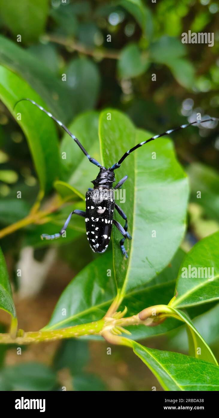 a black Anoplophora chinensis with white dots on the leaf in the garden ...