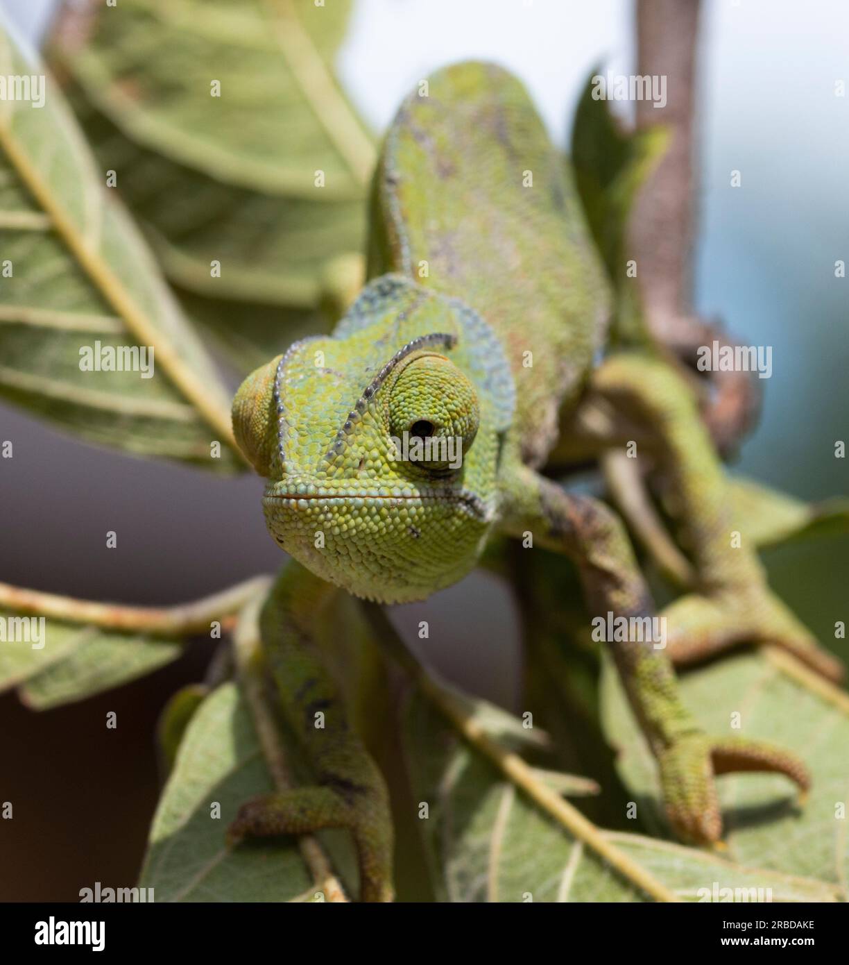 The Chameleons turret eyes swivel to give the reptile a nearly 360 ...