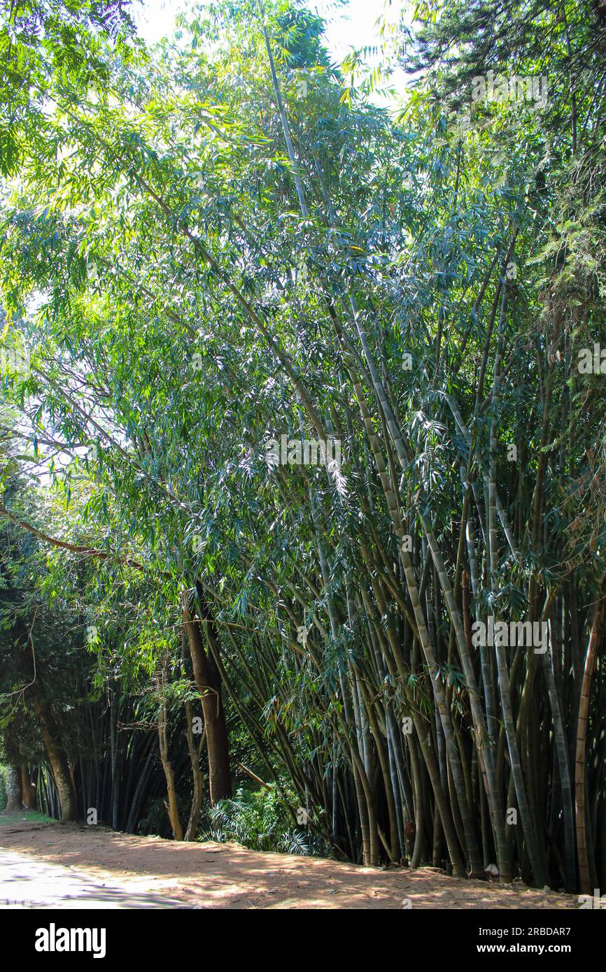 Bamboo in Peradeniya Royal Botanic Gardens located near Kandy city, Sri ...