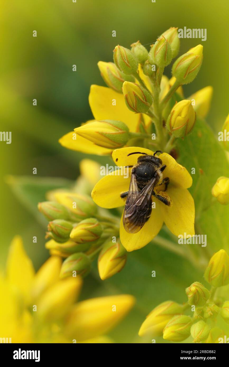 Natural closeup on a female Yellow loosestrife bee, Macropis europaea ...