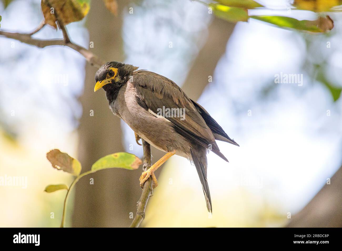A "sad locust hunter Stock Photo - Alamy