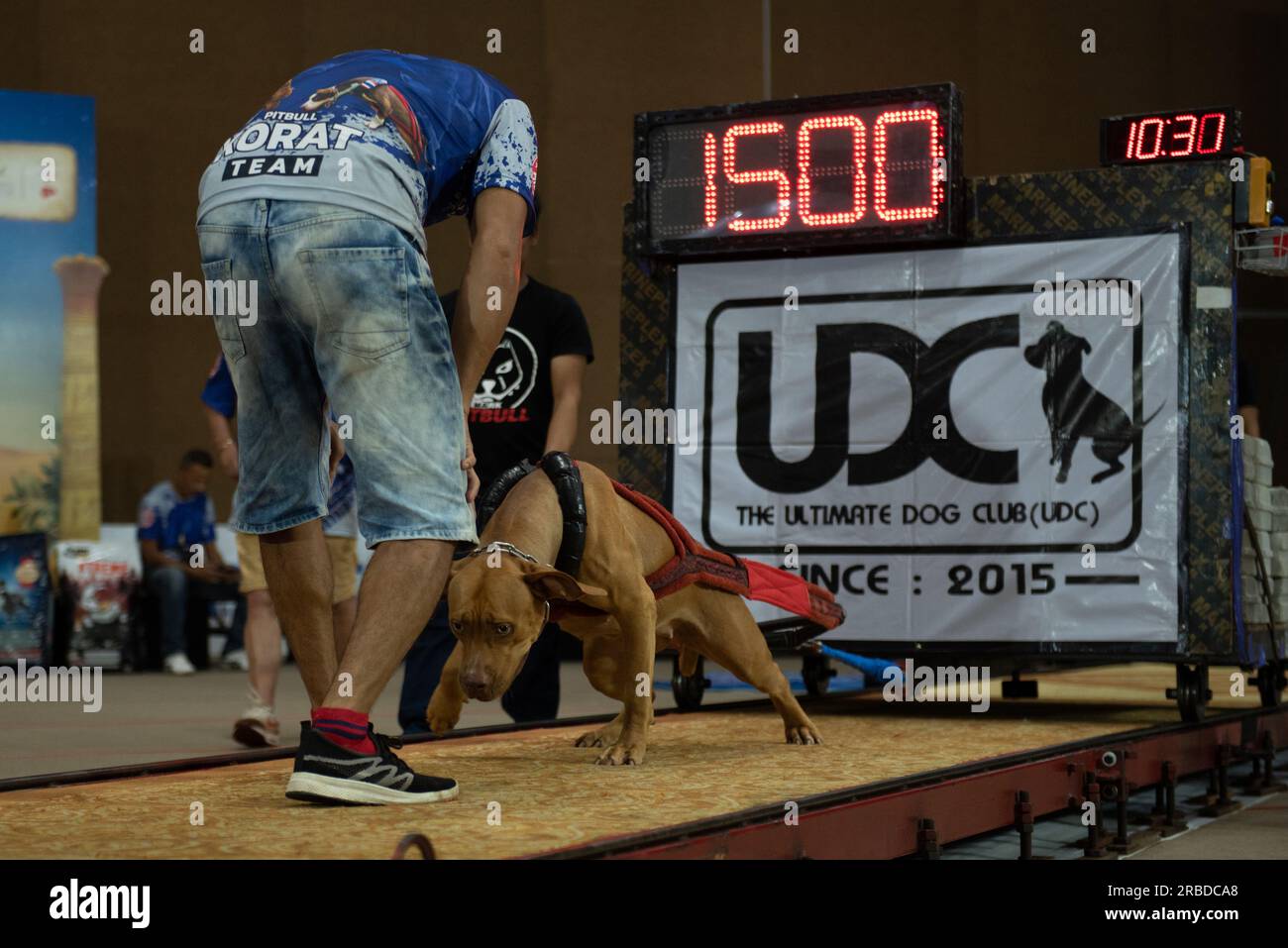 Nonthaburi, Nonthaburi, Thailand. 8th July, 2023. American Pit Bull dog ...