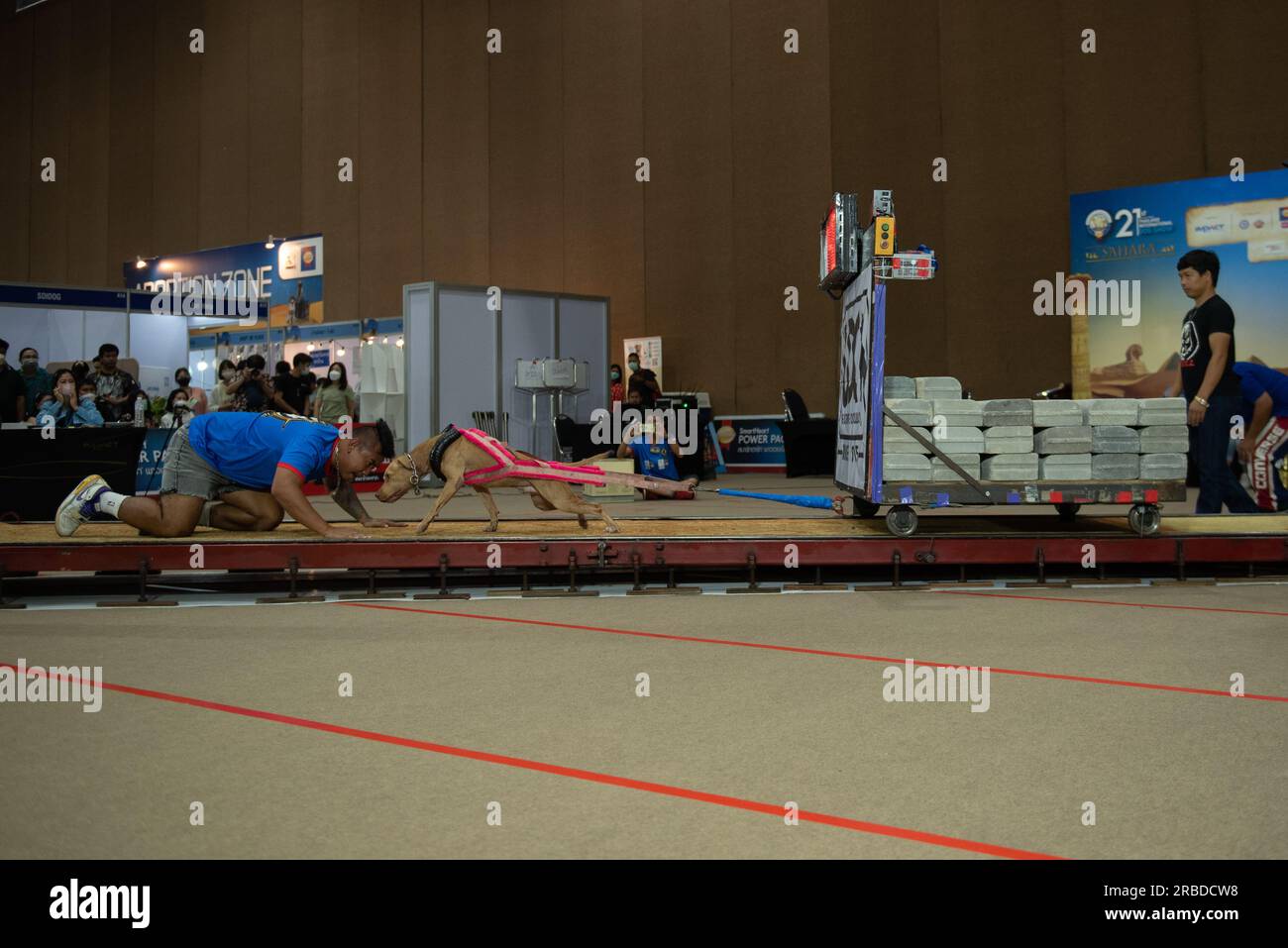 Nonthaburi, Thailand. 08th July, 2023. American Pit Bull dog, Weight ...