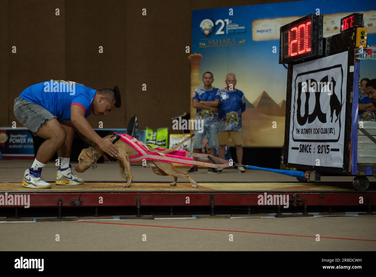 Nonthaburi, Thailand. 08th July, 2023. American Pit Bull dog, Weight ...