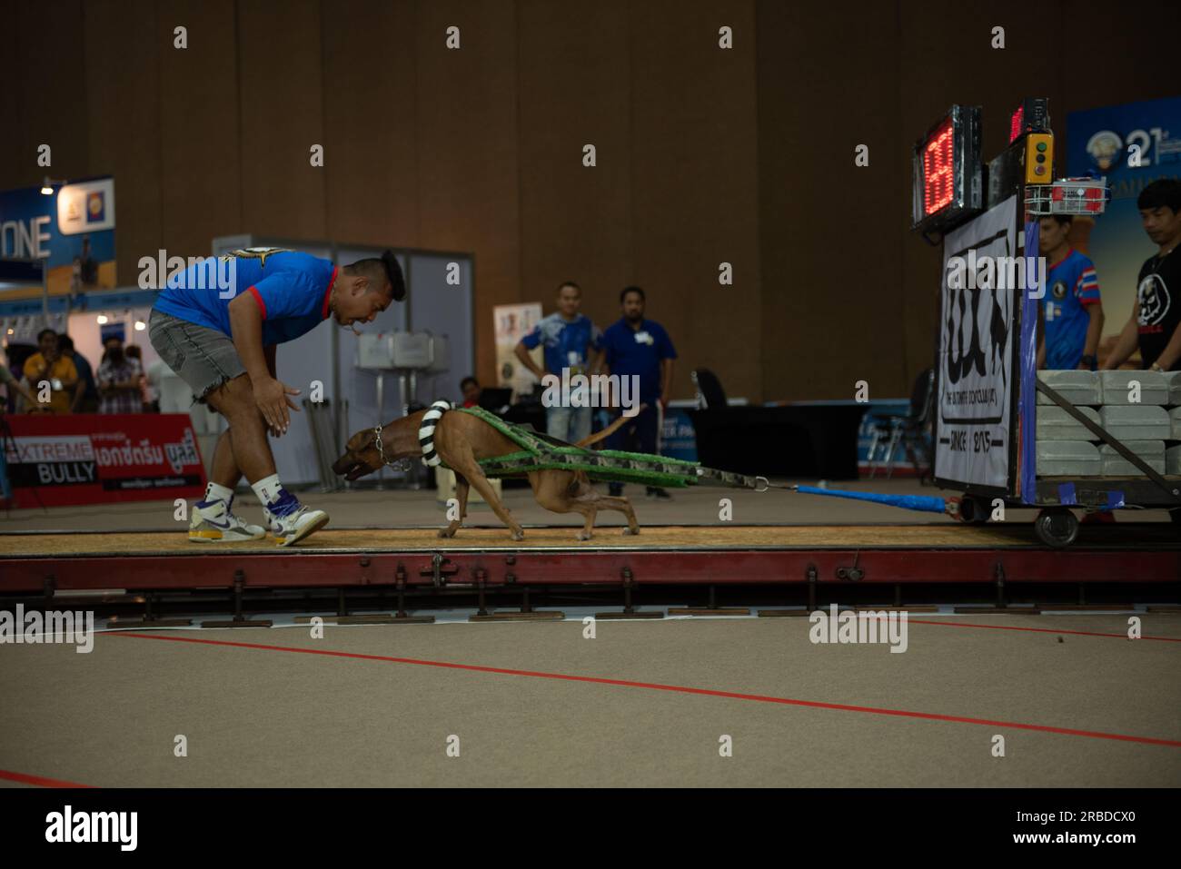 Nonthaburi, Thailand. 08th July, 2023. American Pit Bull dog, Weight ...