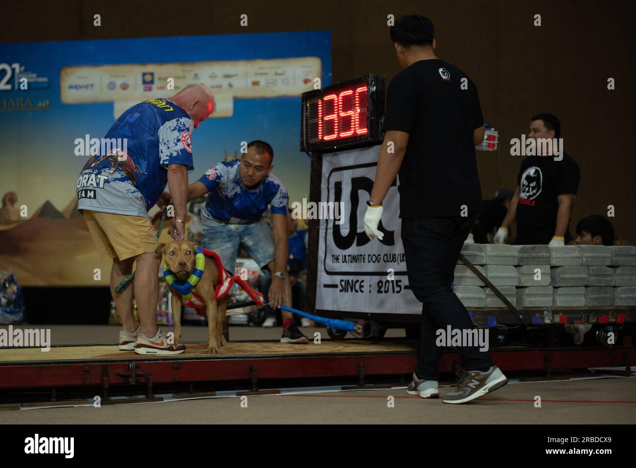 Nonthaburi, Thailand. 08th July, 2023. American Pit Bull dog, Weight ...