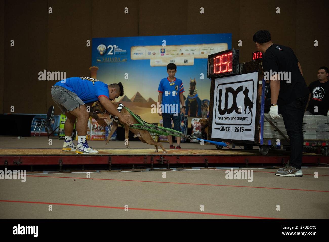 Nonthaburi, Thailand. 08th July, 2023. American Pit Bull dog, Weight ...