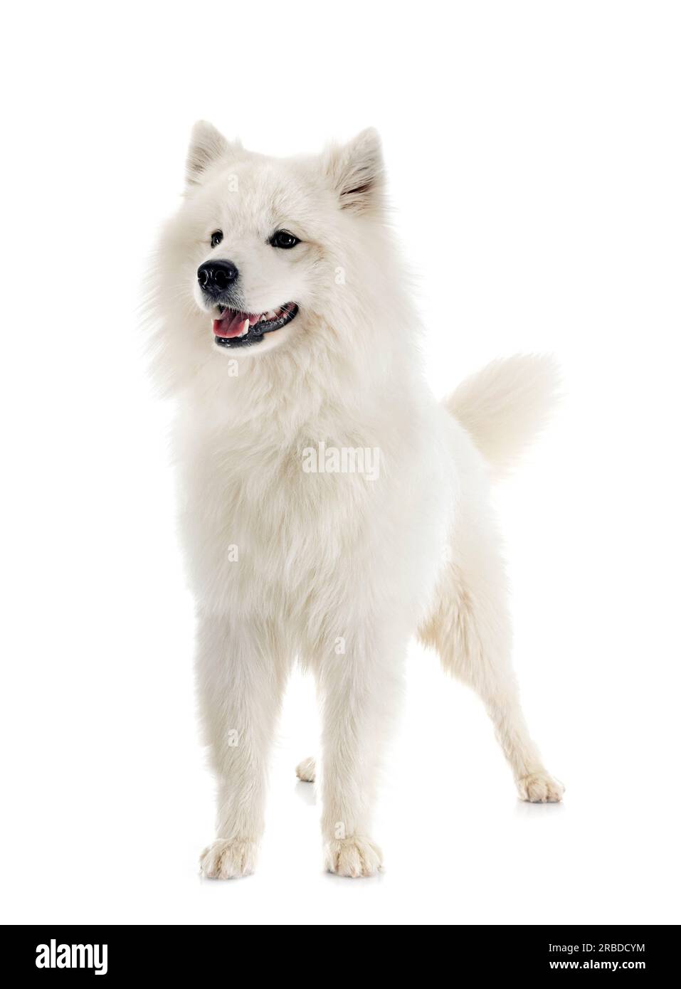 samoyed dog in front of white background Stock Photo - Alamy