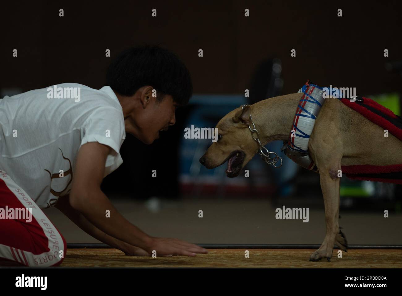 Nonthaburi, Thailand. 08th July, 2023. American Pit Bull dog, Weight ...