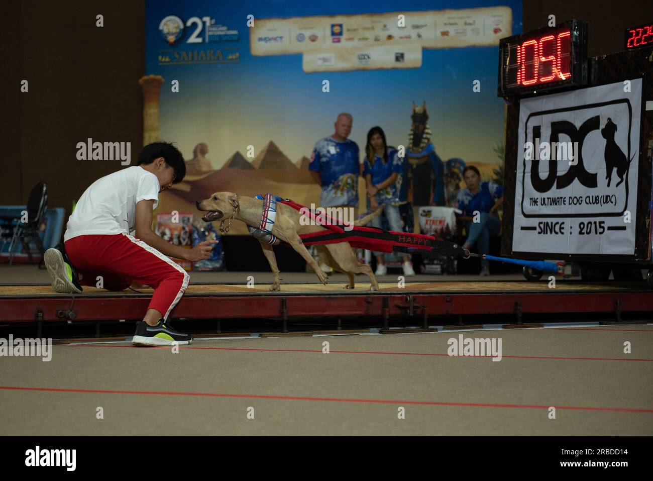 Nonthaburi, Thailand. 08th July, 2023. American Pit Bull dog, Weight ...